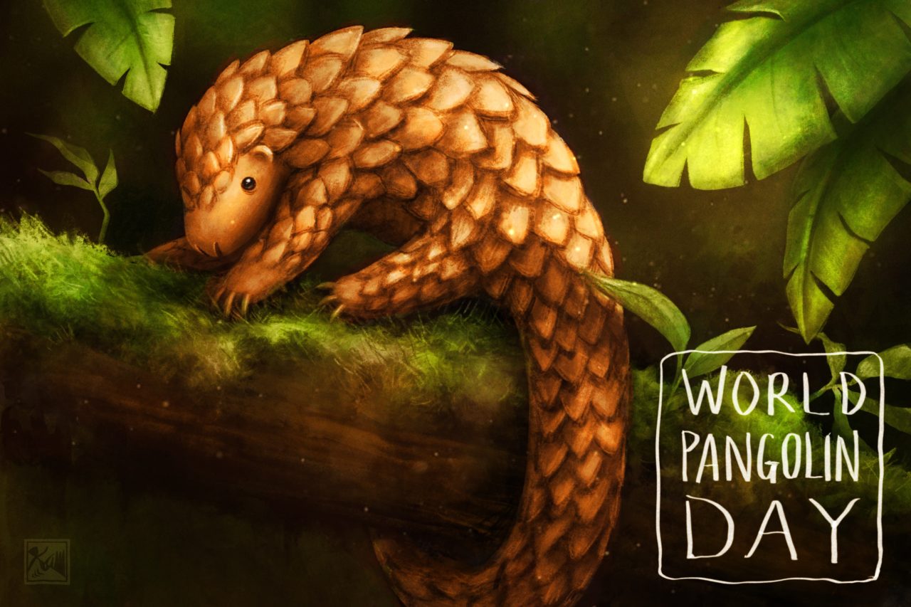 world pangolin day – Kiera Maloney